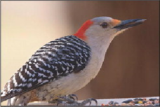 Bird Feeding Tips - McIntosh Democrat
