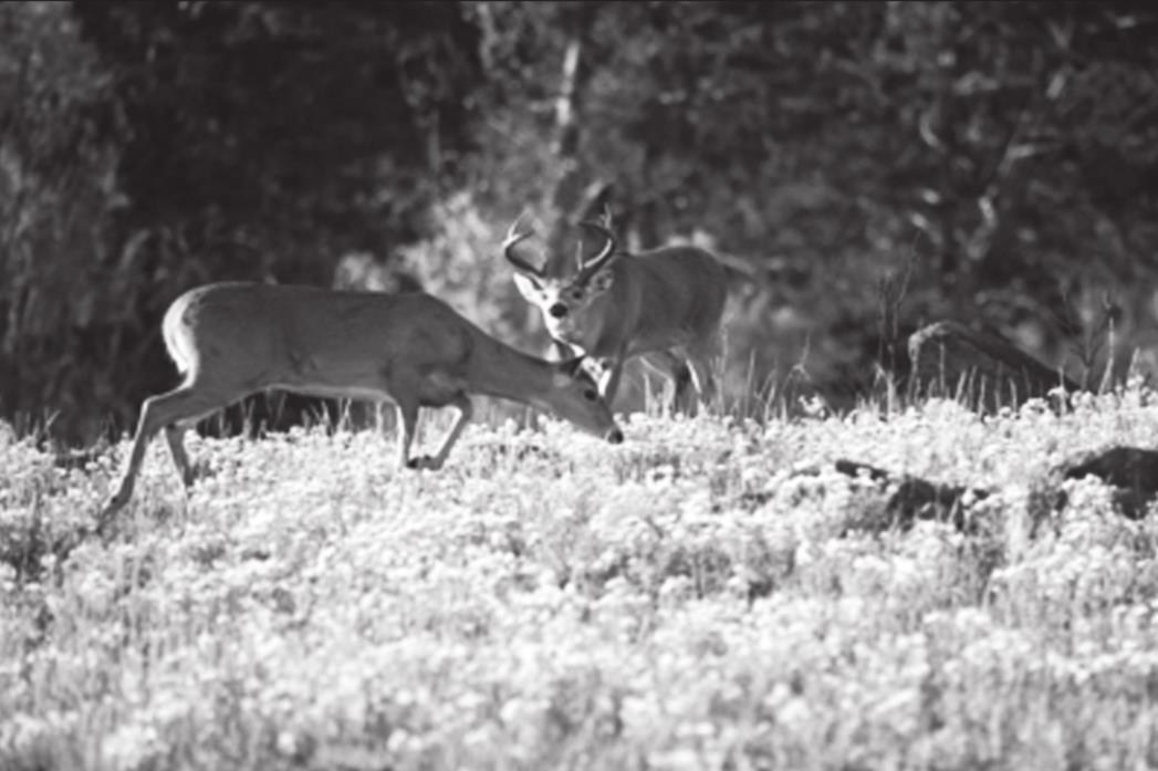 Apply today for controlled hunts - McIntosh Democrat