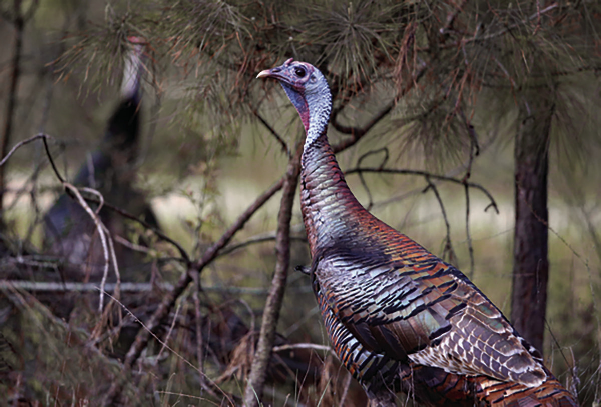 Wild Turkey capture attempts begin in Southeast - McIntosh Democrat