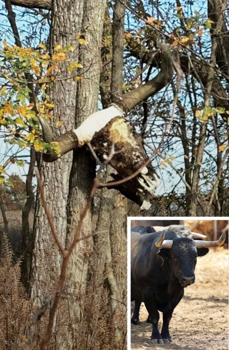 Blood Institute launches blood donation appeal as O Blood inventory ...